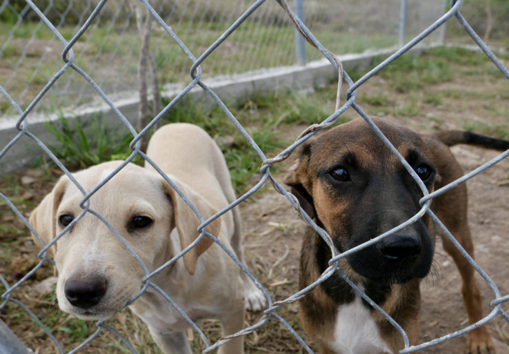 Dogs and Cats of Antigua – Animal Foundation