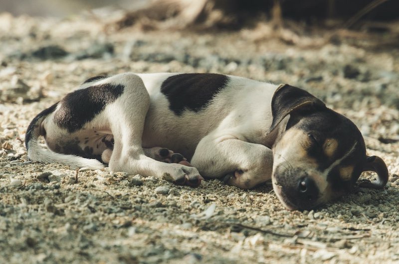 What To Do If You see a Dog or Puppy in Distress in Antigua