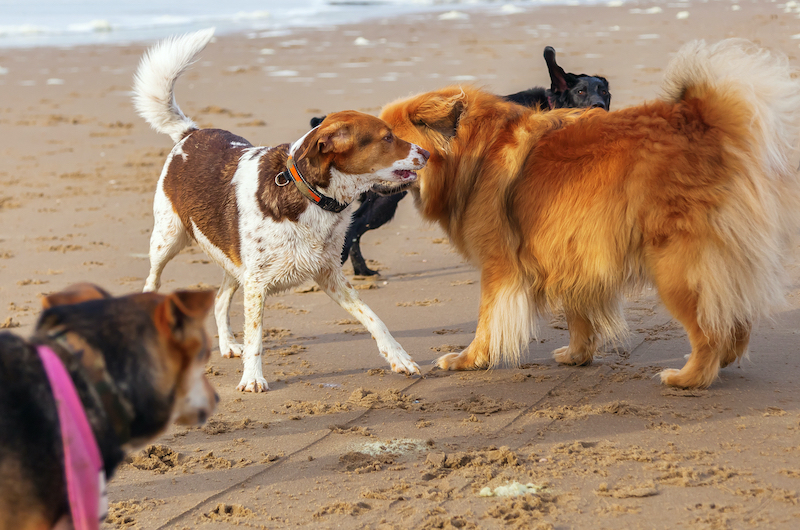 Looking After Island Dogs in Antigua